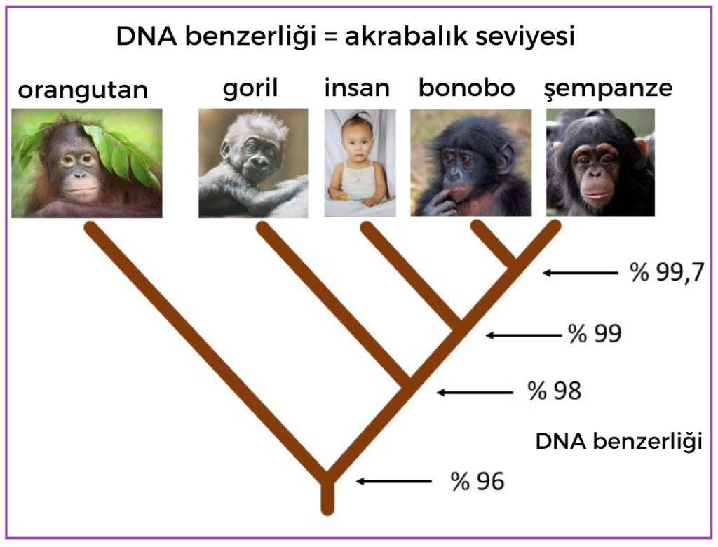2022 Nobel Tıp/Fizyoloji Ödülü: Antik DNA ve insan evrimi - Sarkaç